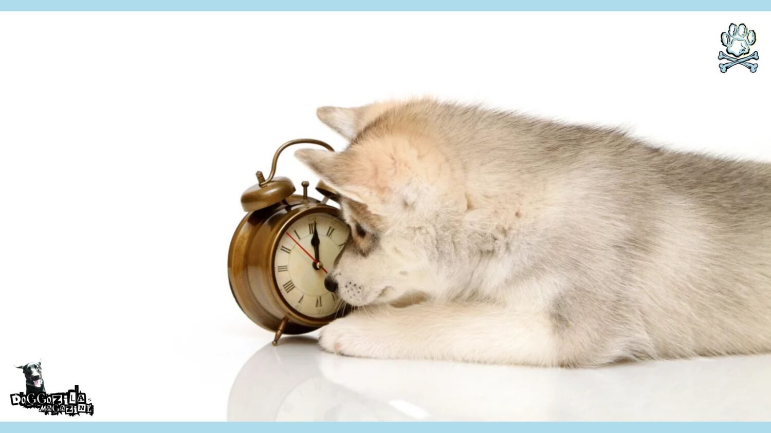 Dogs and Time Perception: Do Dogs Perceive Time? - Doggozila Magazine