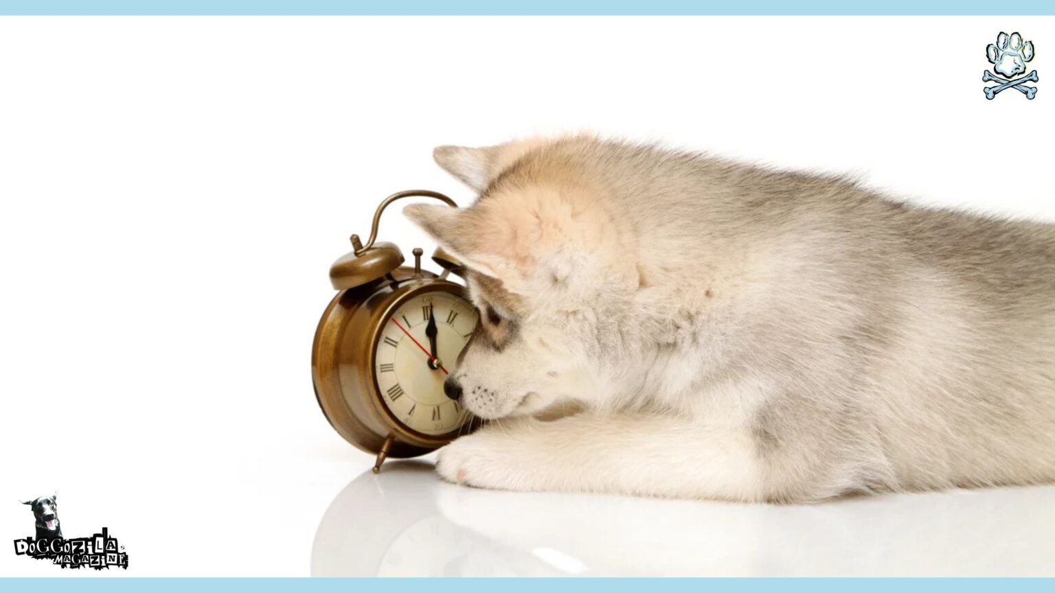 Dogs and Time Perception: Do Dogs Perceive Time? - Doggozila Magazine