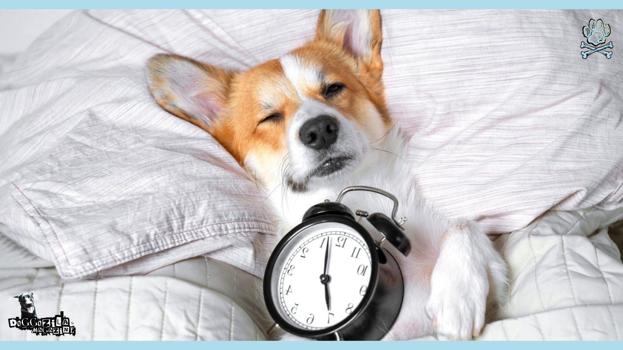 Dogs and Time Perception: Do Dogs Perceive Time? • Doggozila Magazine