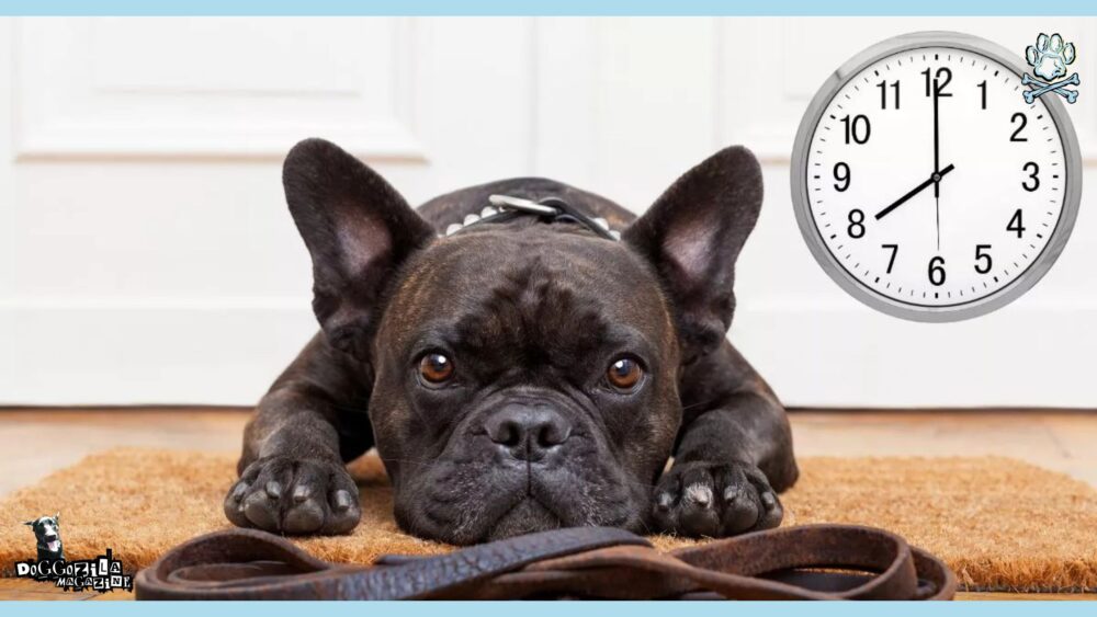 Dogs and Time Perception: Do Dogs Perceive Time? - Doggozila Magazine