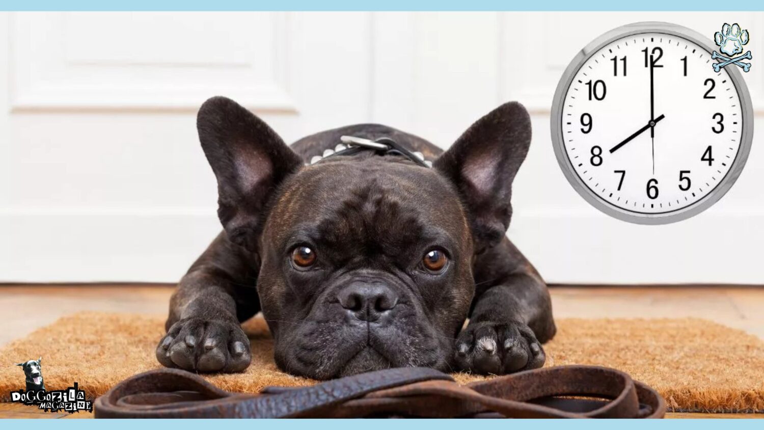 Dogs and Time Perception: Do Dogs Perceive Time? • Doggozila Magazine