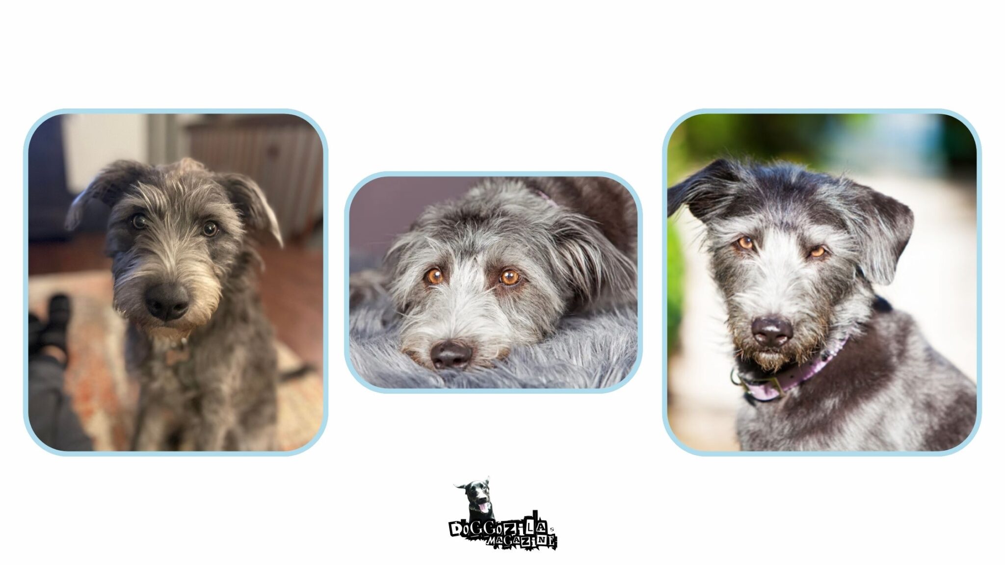 The Stray Dog Sparky and His Journey to Fame • Doggozila Magazine
