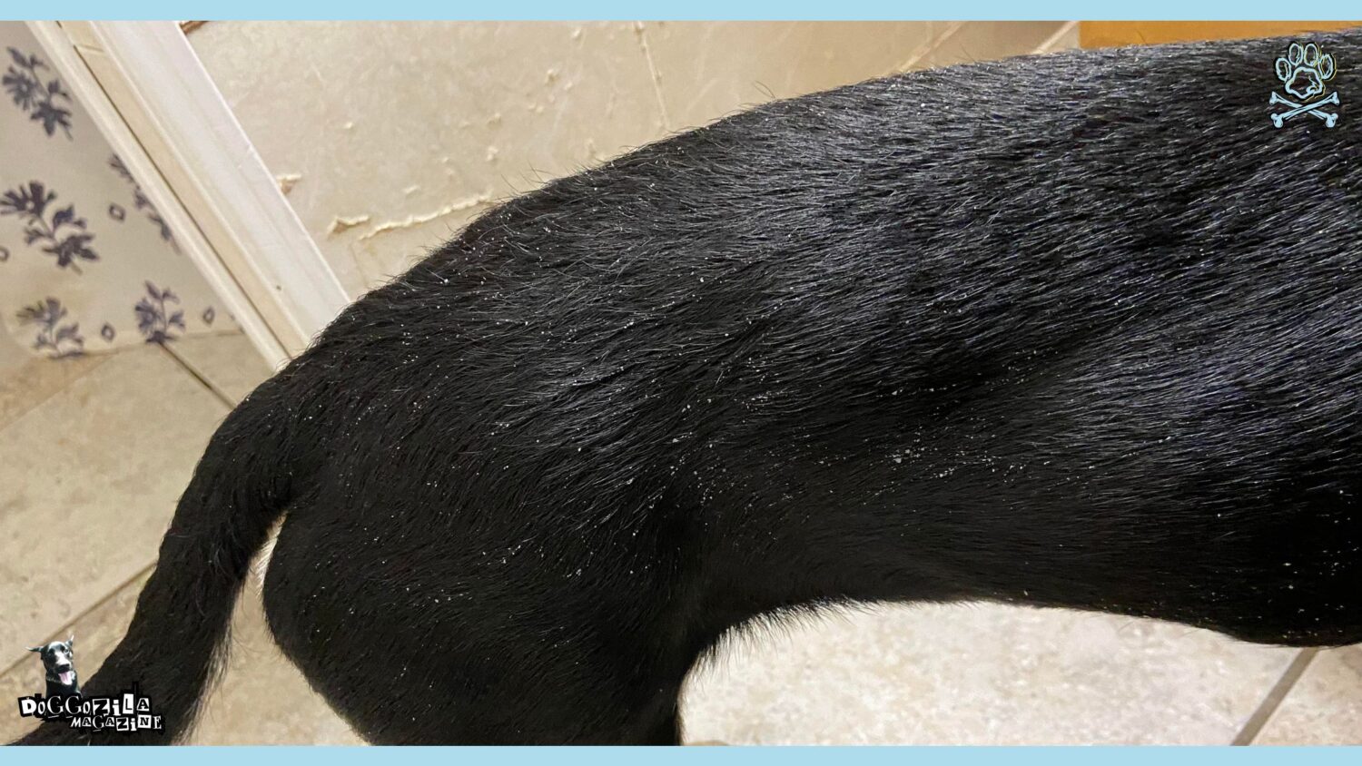 Dandruff in Dogs: Natural Remedies and Treatments • Doggozila Magazine