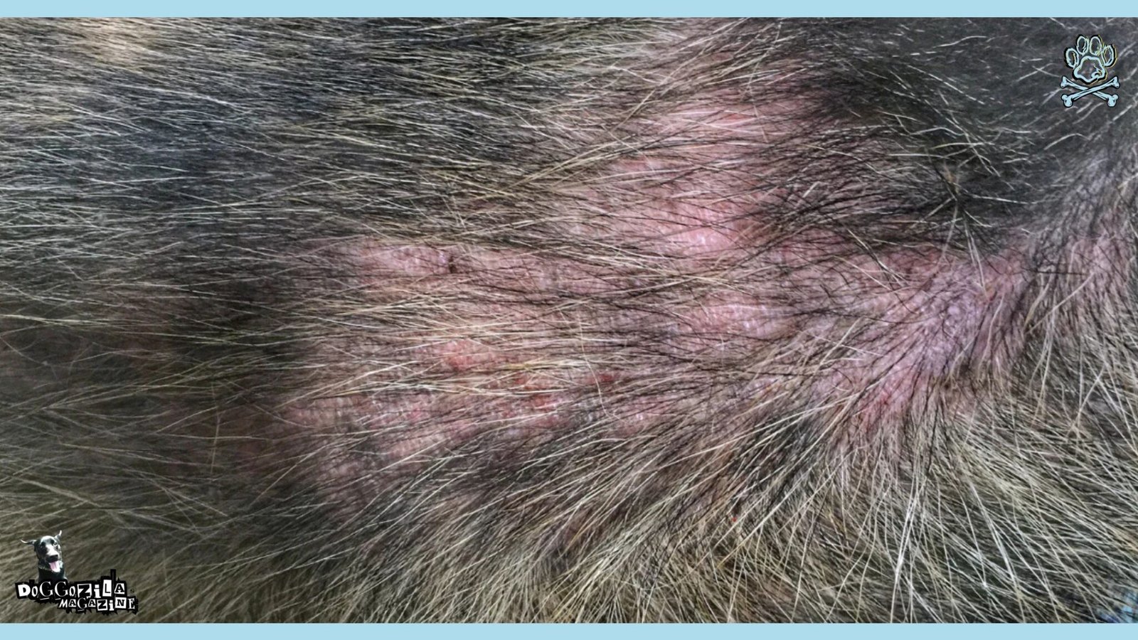 Flea Allergy in Dogs: Causes, Symptoms, and Solutions • Doggozila Magazine