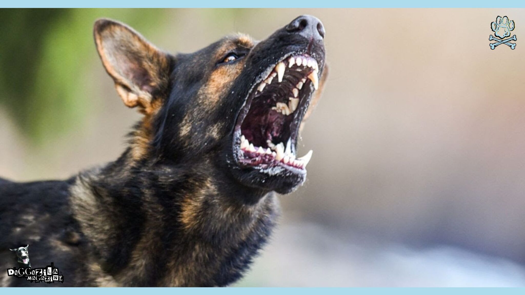 Hardest Dogs to Train, According to Experts • Doggozila Magazine