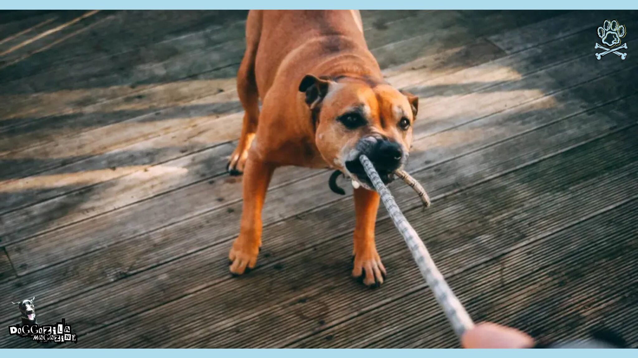 Hardest Dogs to Train, According to Experts • Doggozila Magazine