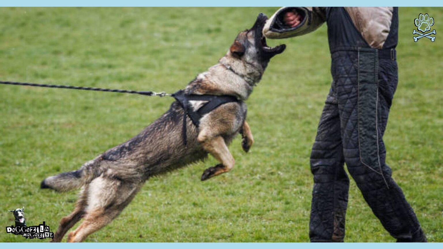 Hardest Dogs to Train, According to Experts • Doggozila Magazine