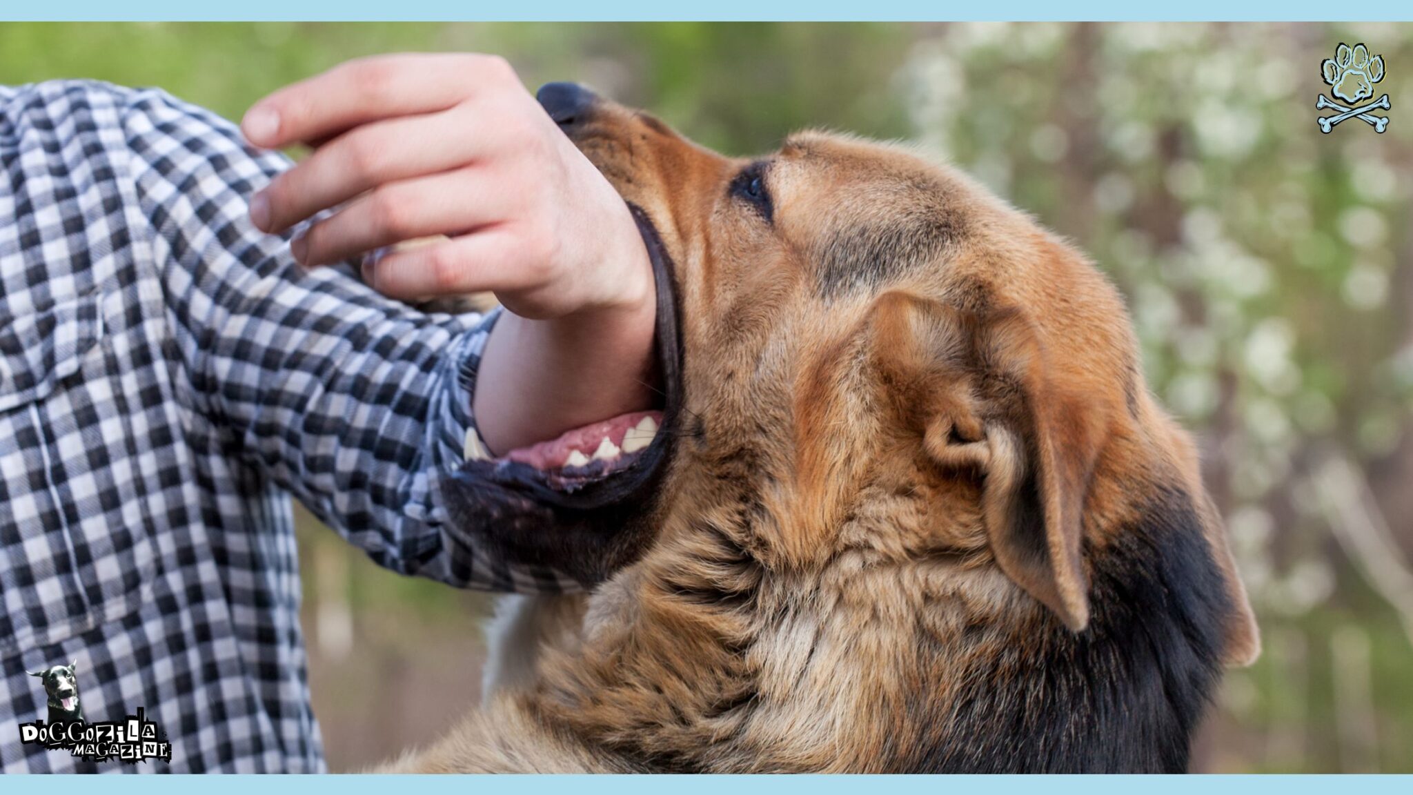 Hardest Dogs to Train, According to Experts • Doggozila Magazine