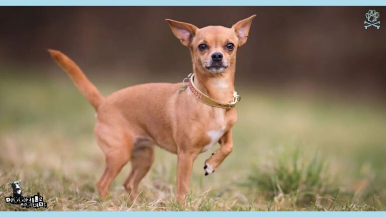 Modern Dog Breeds: A Guide to All Breed Groups • Doggozila Magazine