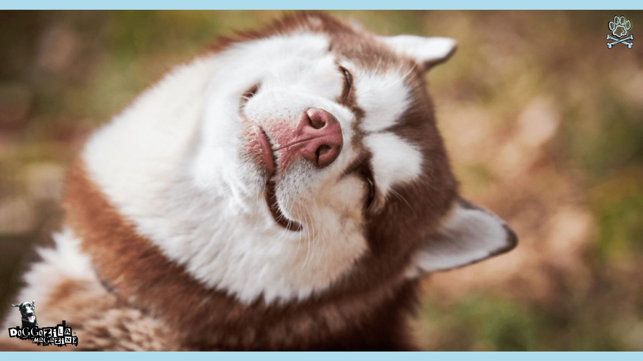 Modern Dog Breeds: A Guide to All Breed Groups • Doggozila Magazine