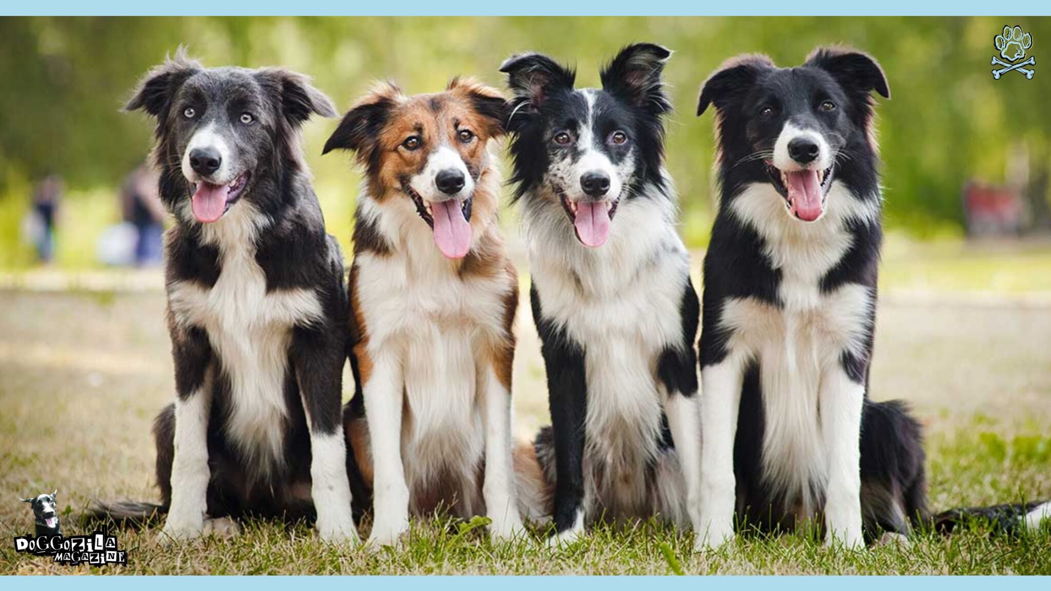 Modern Dog Breeds: A Guide to All Breed Groups • Doggozila Magazine