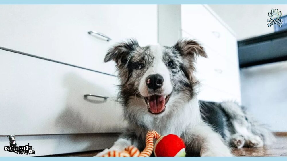 Smart Dogs: Fun Ways to Test Your Dog's Intelligence • Doggozila Magazine