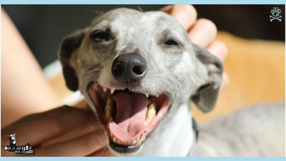 Dogs Making Funny Faces: Charming Quirky Behaviors • Doggozila Magazine
