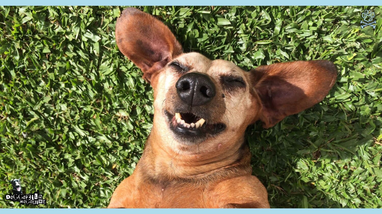 Dogs Making Funny Faces: Charming Quirky Behaviors • Doggozila Magazine