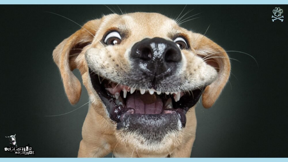 Dogs Making Funny Faces: Charming Quirky Behaviors • Doggozila Magazine