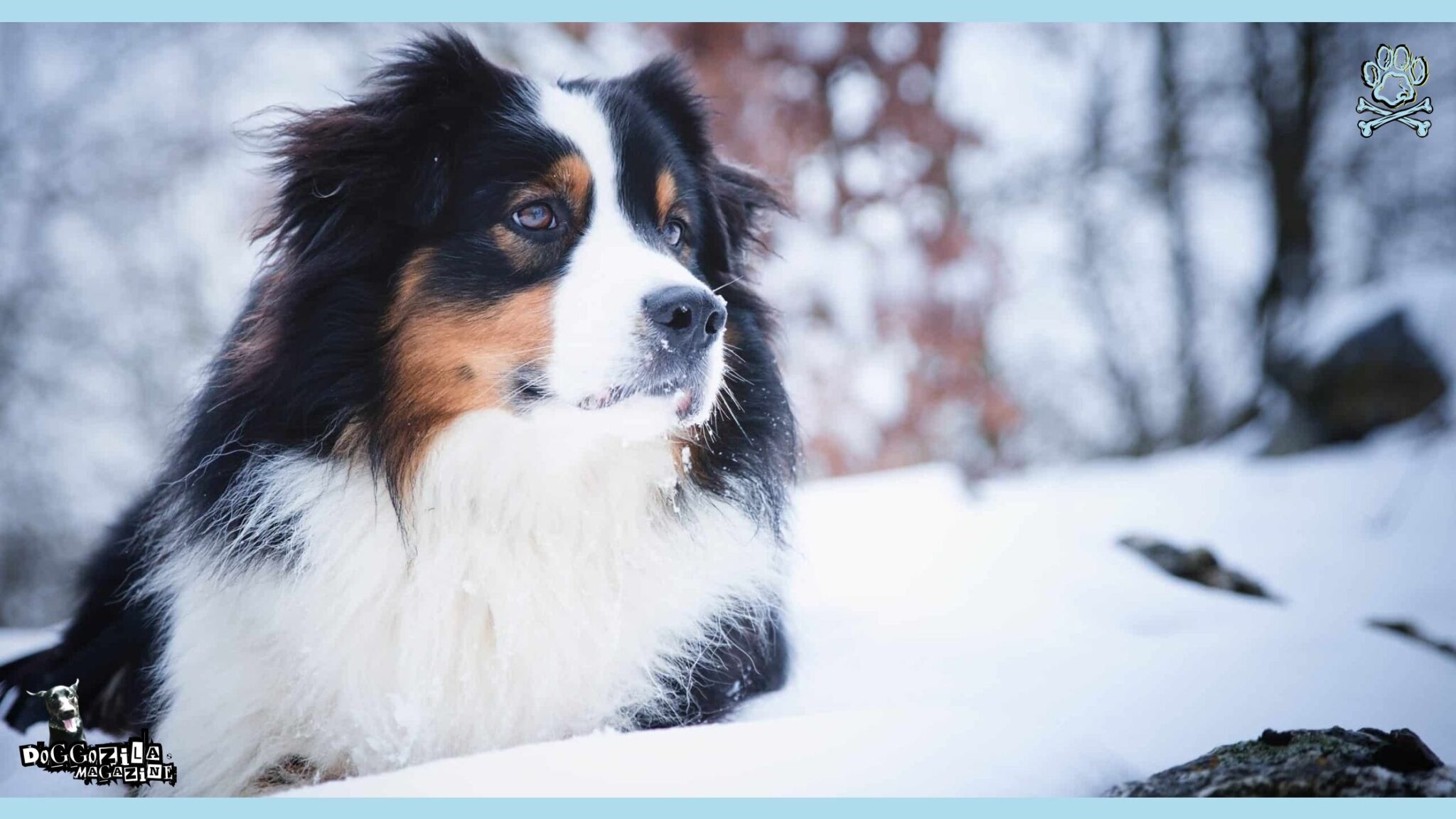 Winter Dog Breeds That Thrive in Snowy Conditions • Doggozila Magazine