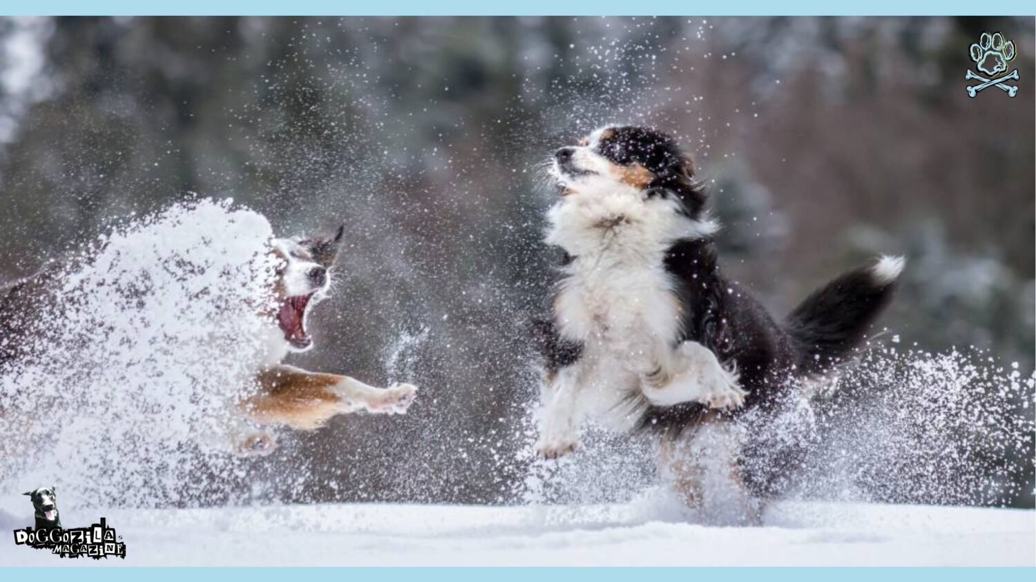 Winter Dog Breeds That Thrive in Snowy Conditions – Doggozila Magazine
