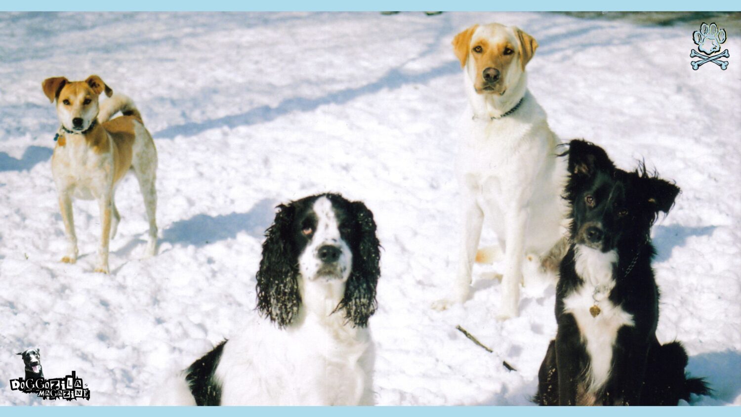 Winter Dog Breeds That Thrive in Snowy Conditions • Doggozila Magazine