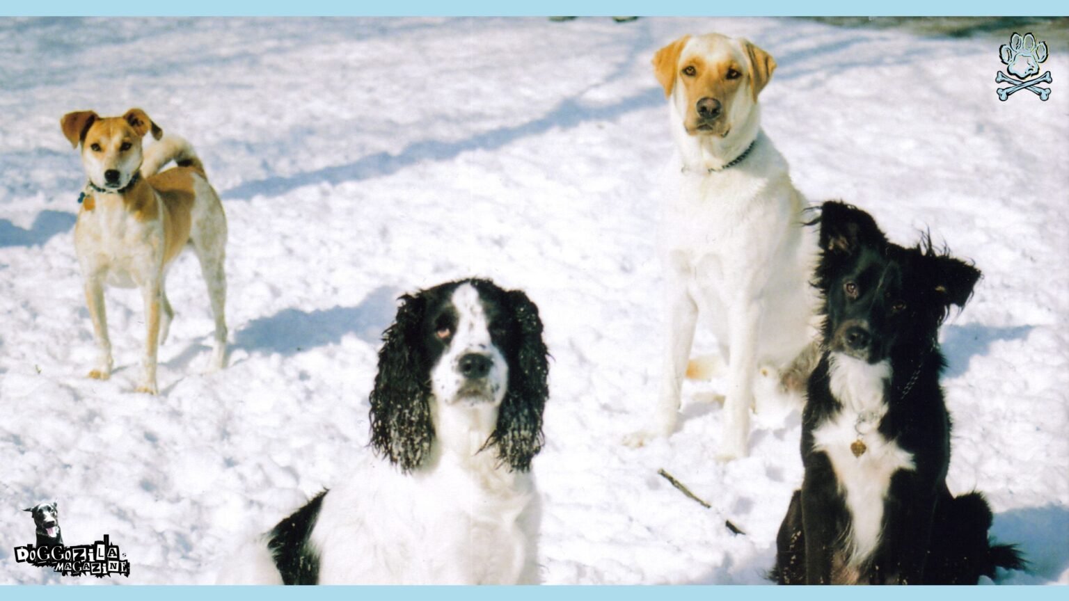 Winter Dog Breeds That Thrive in Snowy Conditions – Doggozila Magazine