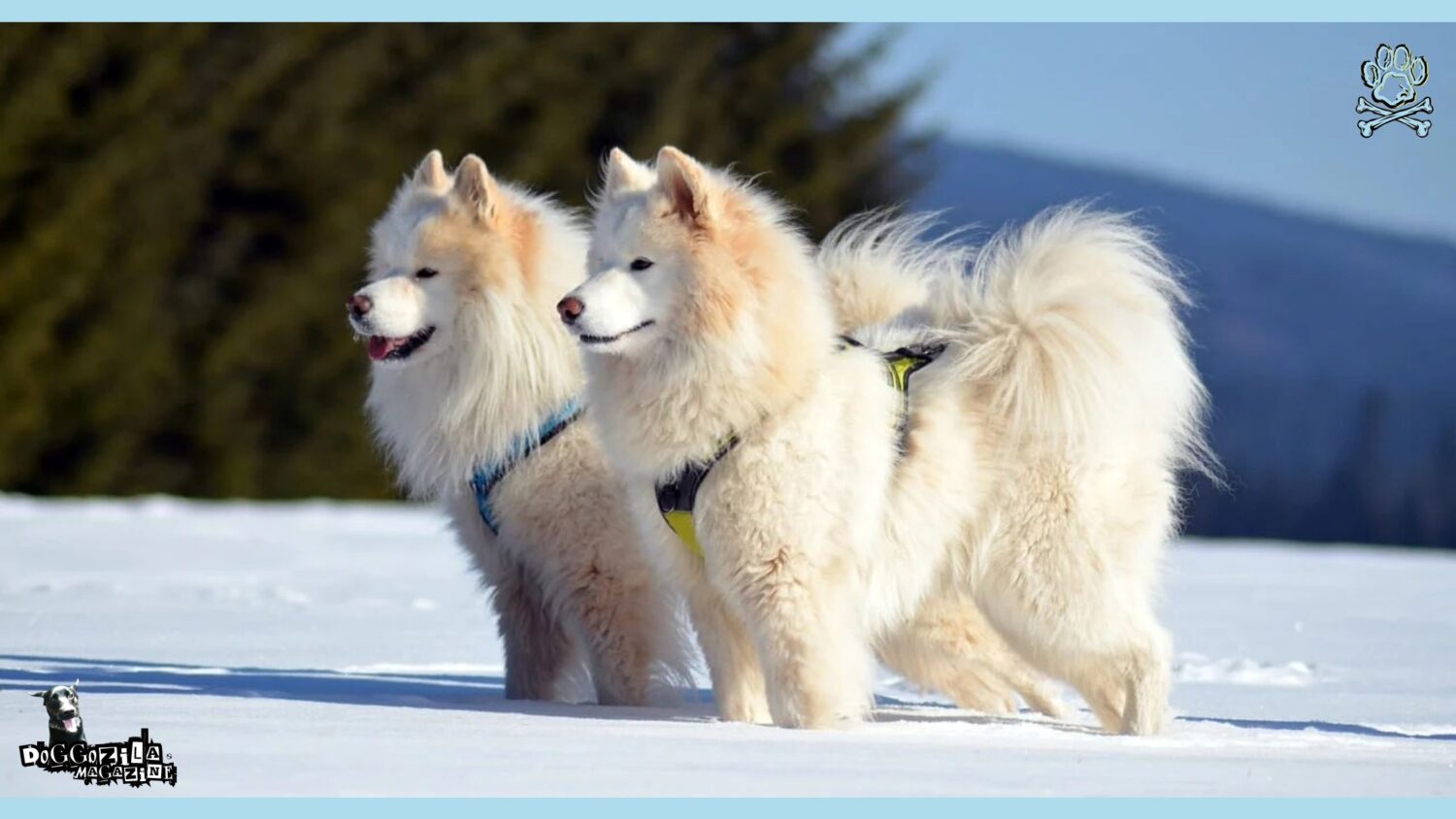 Winter Dog Breeds That Thrive in Snowy Conditions • Doggozila Magazine