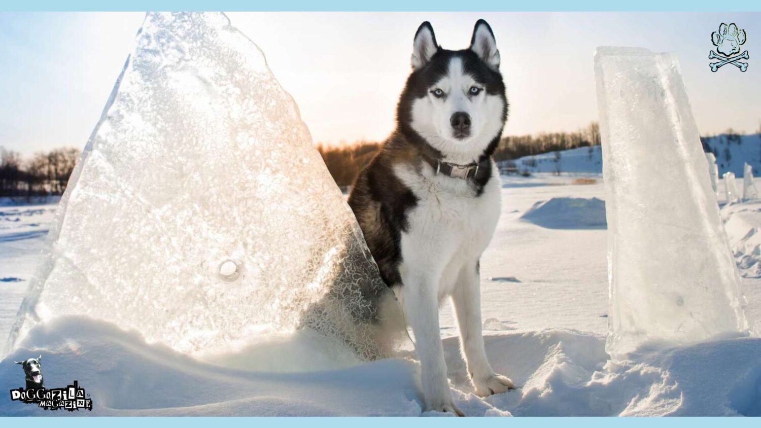 Winter Dog Breeds That Thrive in Snowy Conditions – Doggozila Magazine