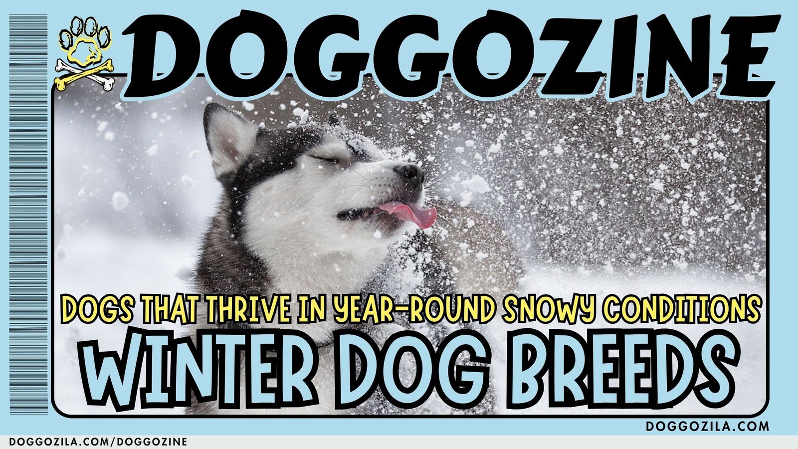Winter Dog Breeds That Thrive in Snowy Conditions – Doggozila Magazine