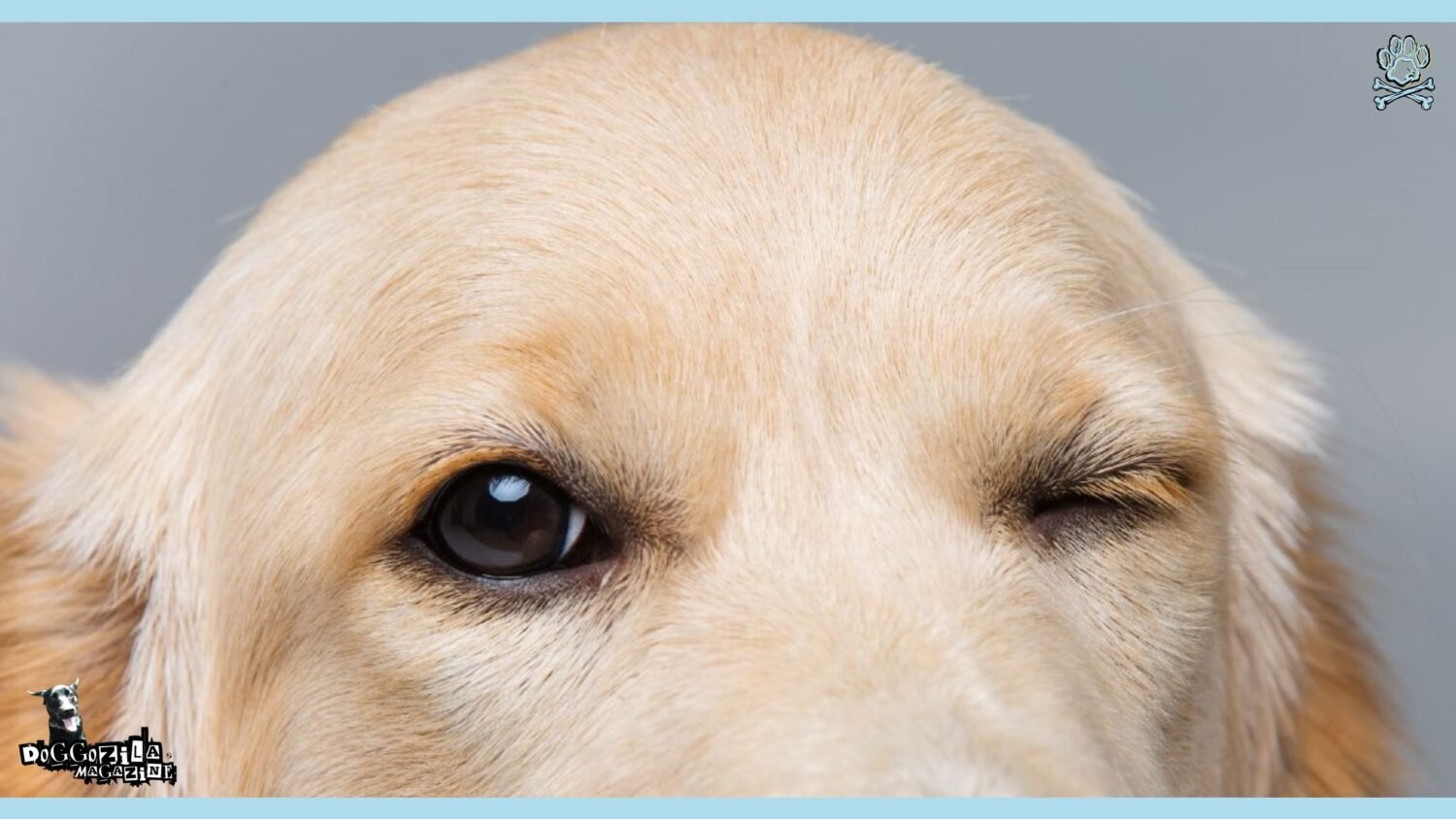 Most Powerful Dog Senses: 5 Superhero Abilities • Doggozila Magazine