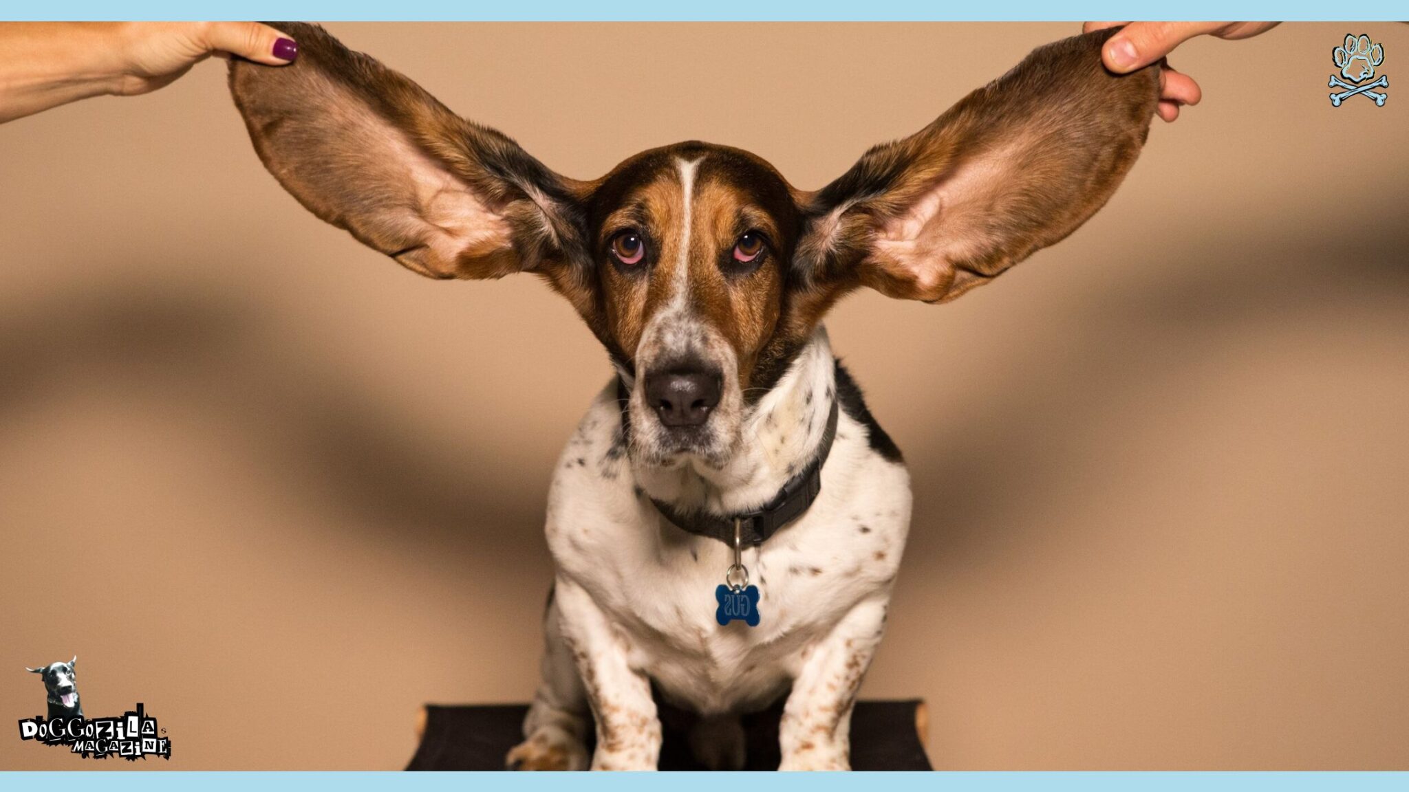 Most Powerful Dog Senses: 5 Superhero Abilities • Doggozila Magazine