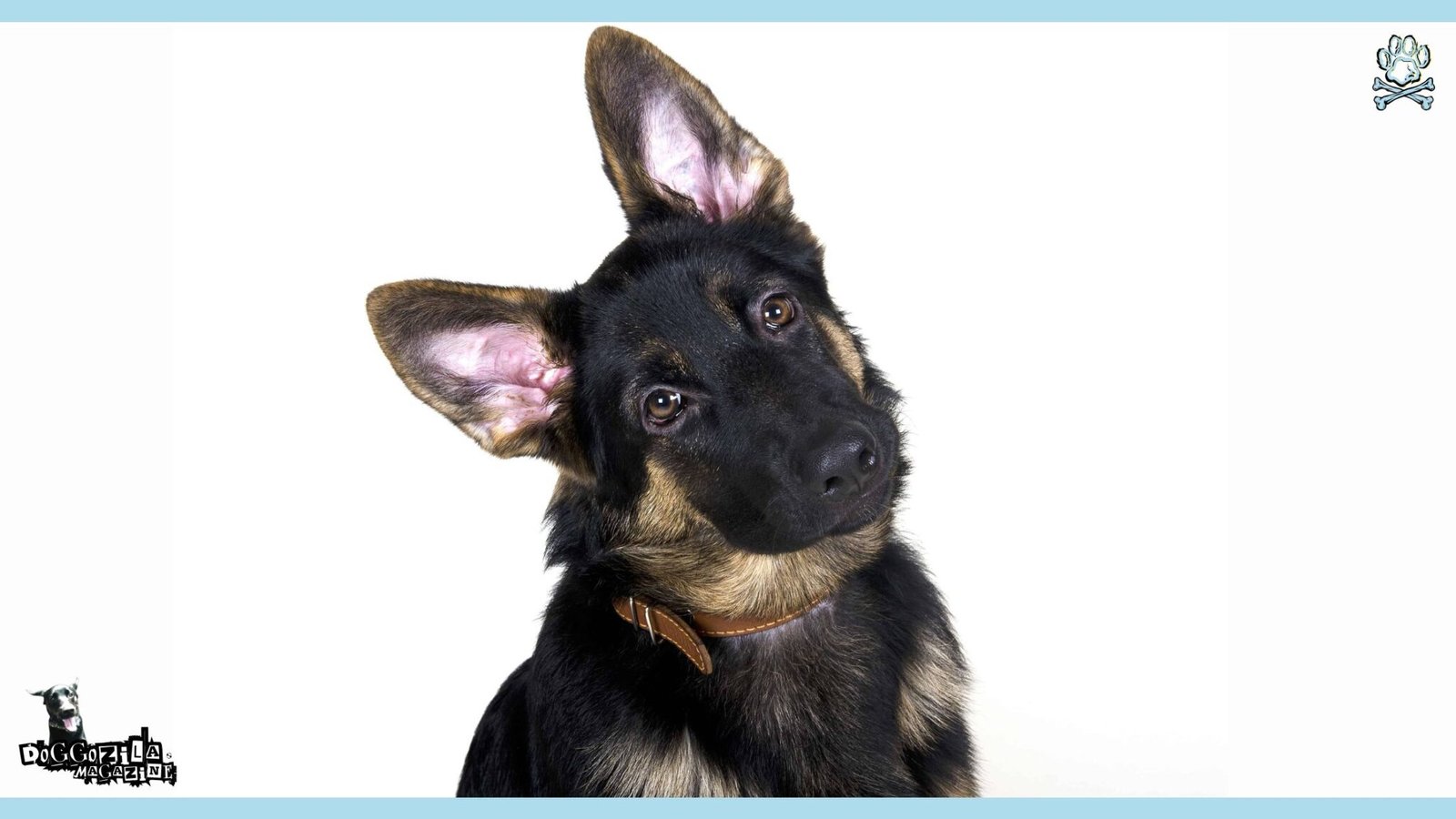 Most Powerful Dog Senses: 5 Superhero Abilities • Doggozila Magazine