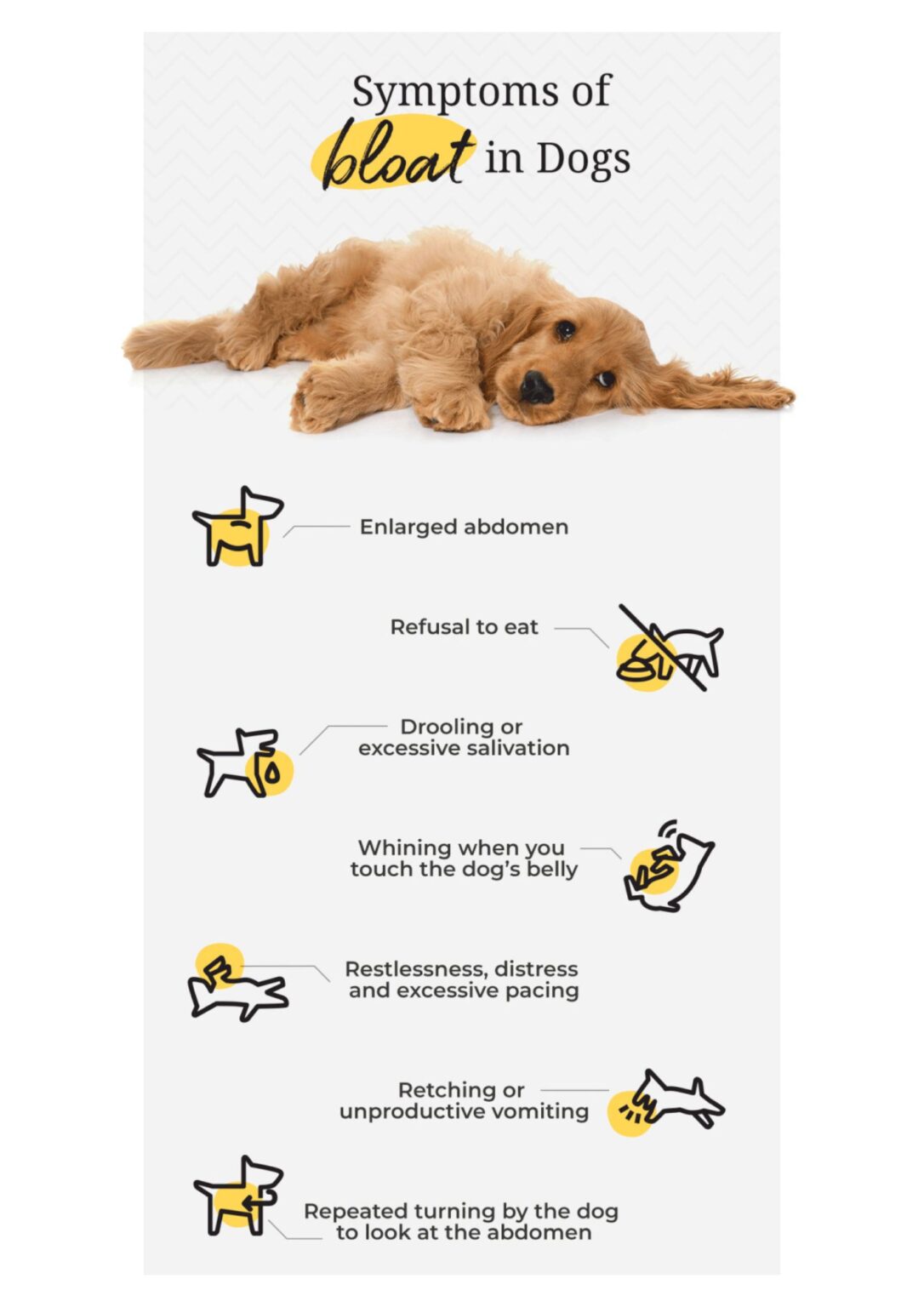 Bloat in Dogs: A Crucial Guide for Pet Owners • Doggozila Magazine