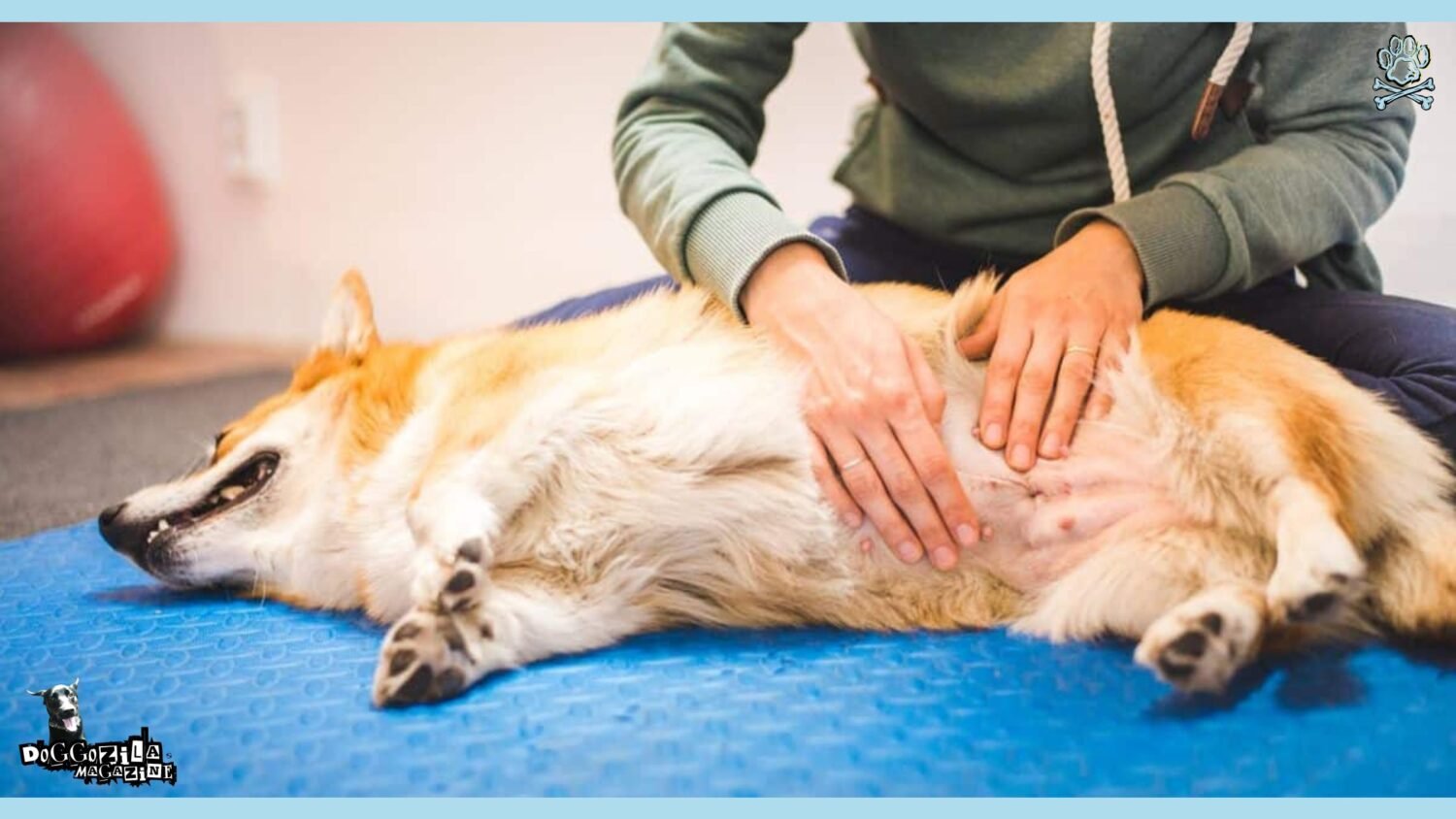 Bloat in Dogs: A Crucial Guide for Pet Owners • Doggozila Magazine