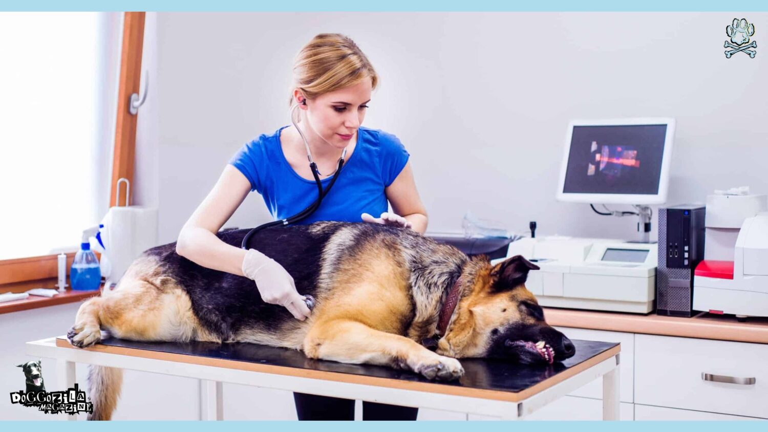 Bloat in Dogs: A Crucial Guide for Pet Owners • Doggozila Magazine