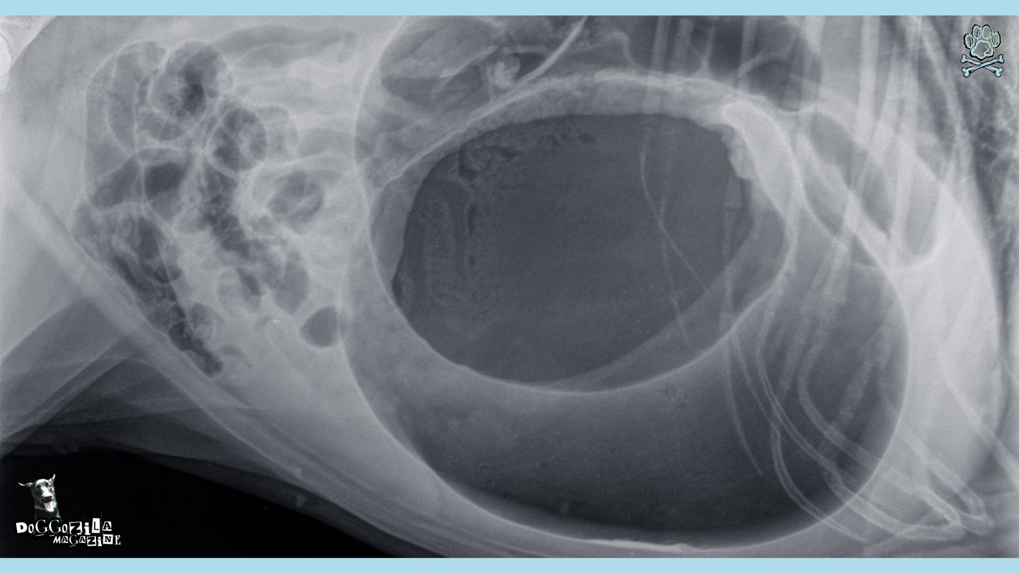 Bloat in Dogs: A Crucial Guide for Pet Owners • Doggozila Magazine