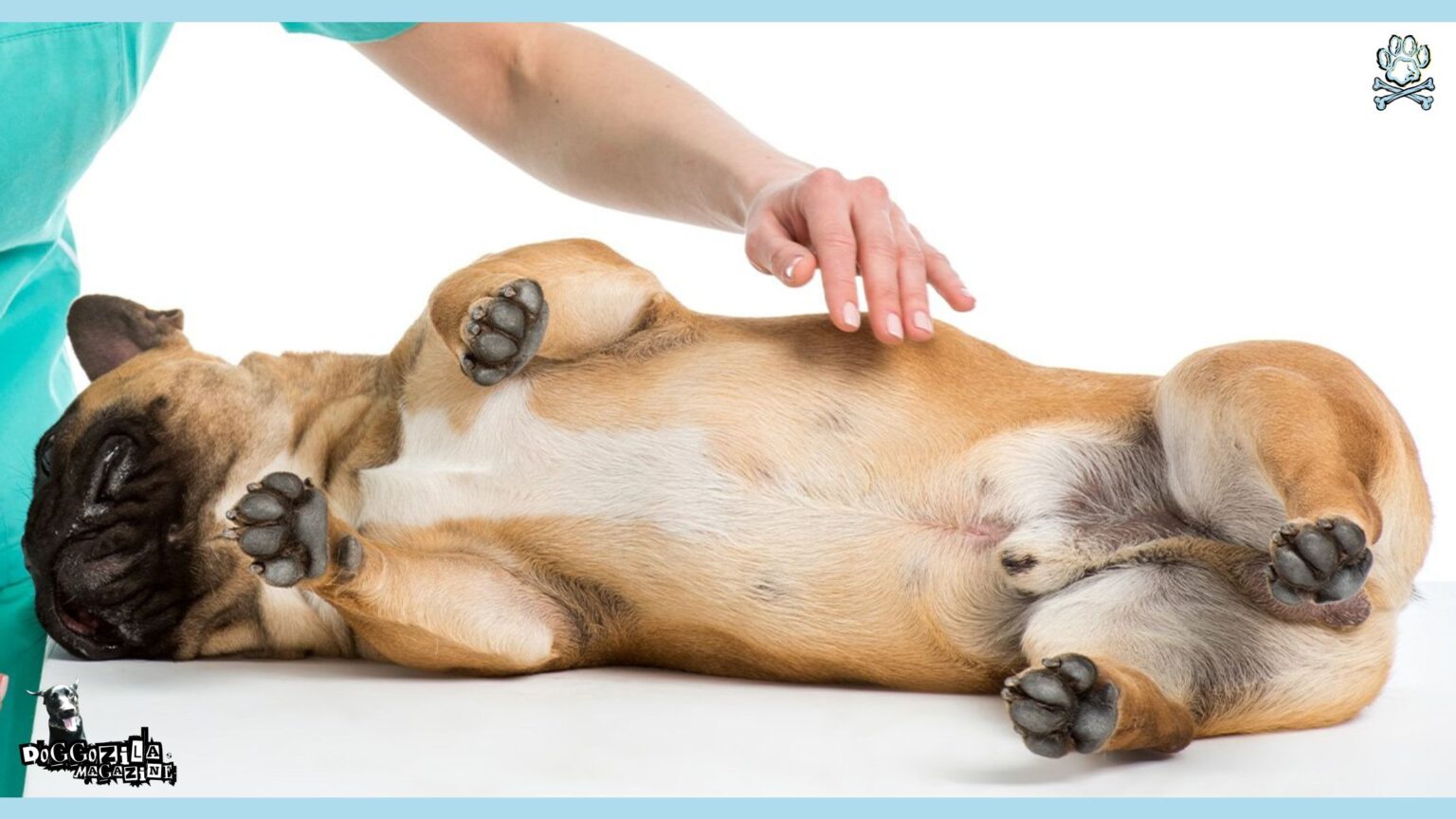 Bloat in Dogs: A Crucial Guide for Pet Owners • Doggozila Magazine
