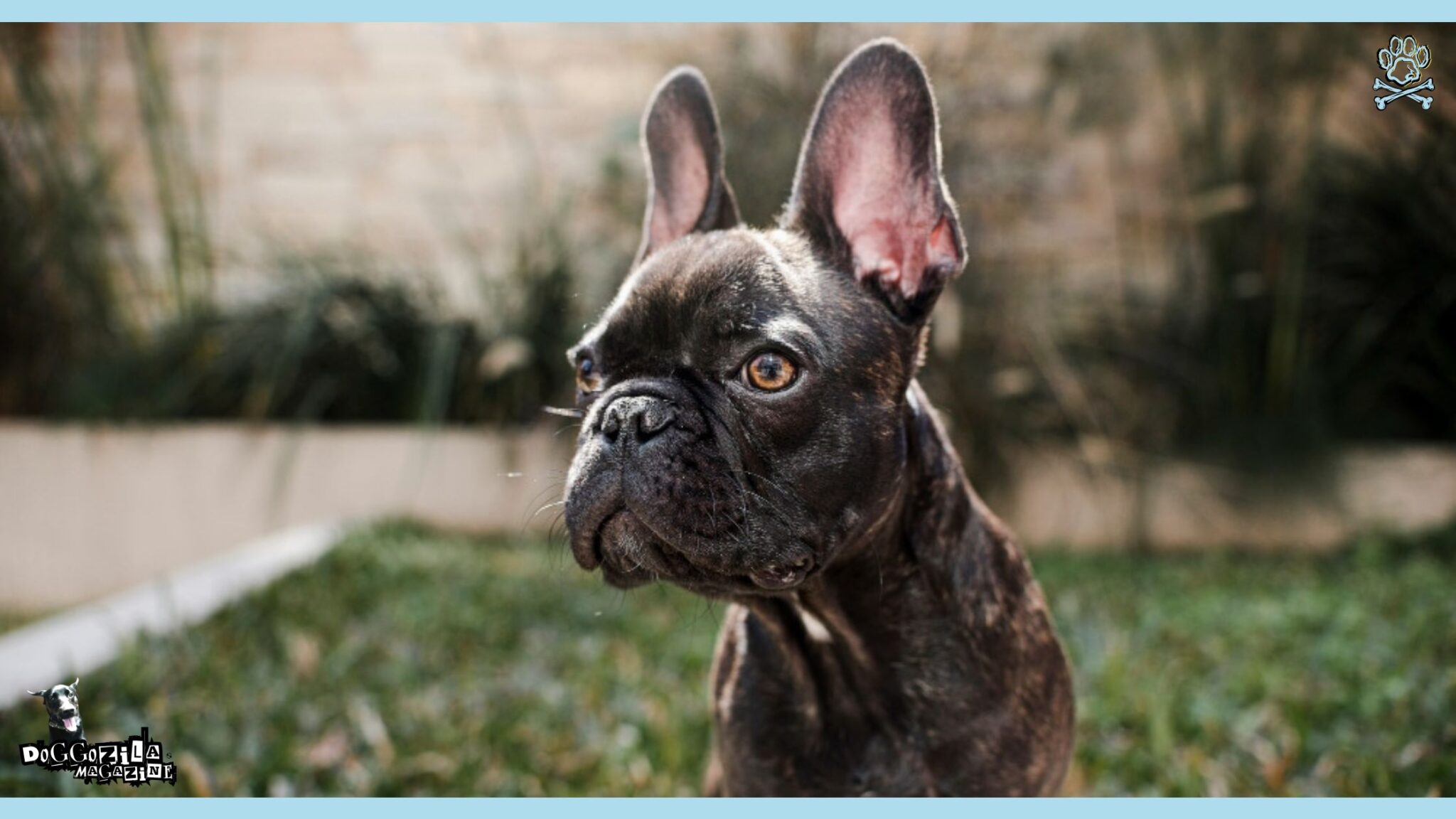 Brachycephalic Dogs: The Flat-Faced Breeds - Doggozila Magazine