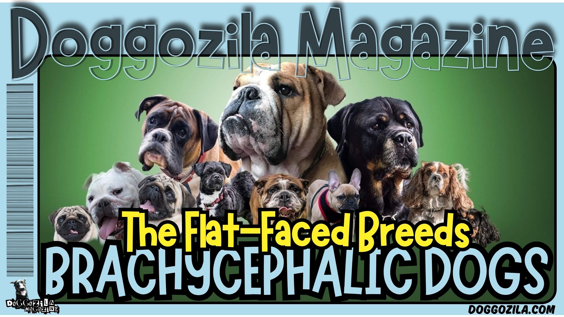 Brachycephalic Dogs: The Flat-Faced Breeds - Doggozila Magazine