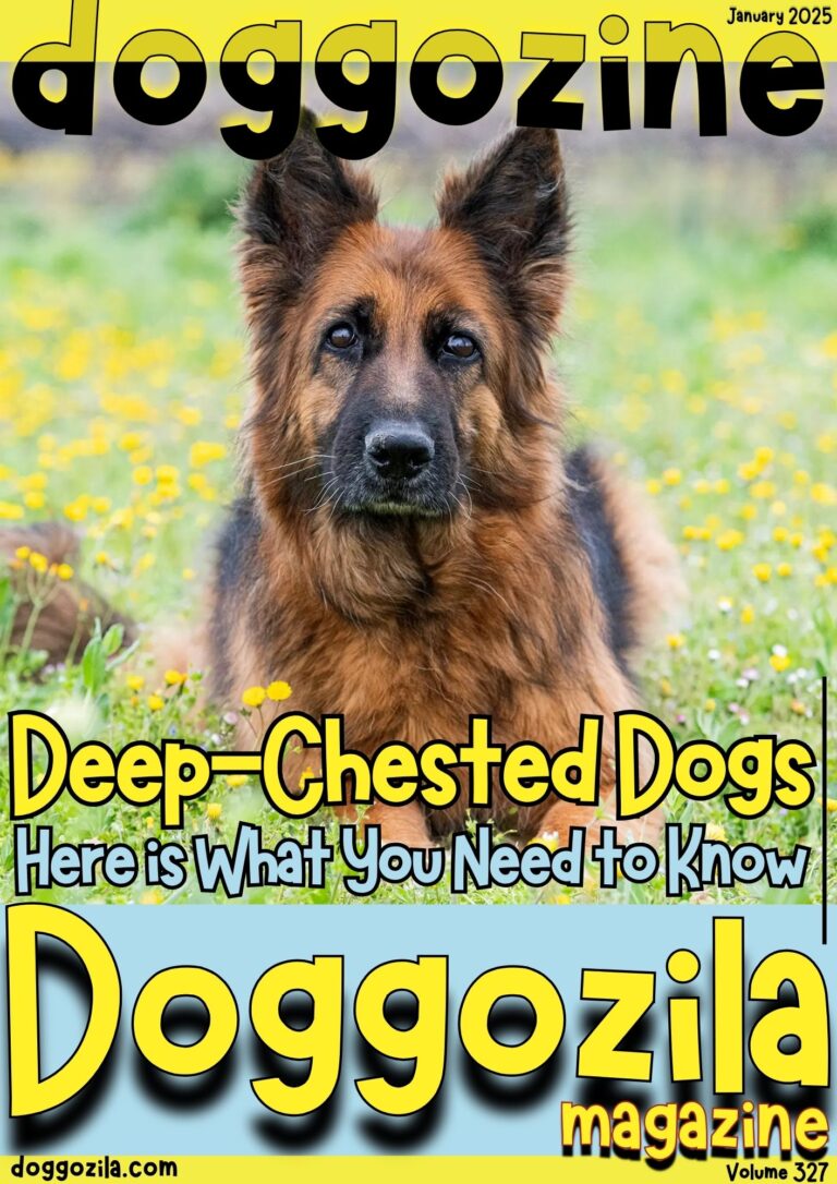 Deep-Chested Dogs: What You Need to Know • Doggozila Magazine
