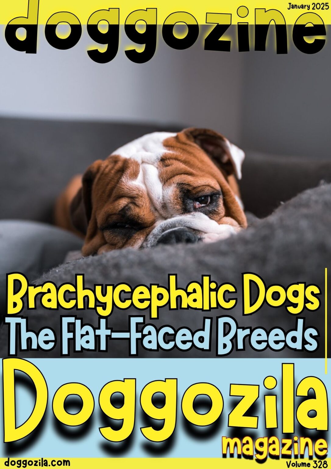 Brachycephalic Dogs: The Flat-Faced Breeds - Doggozila Magazine