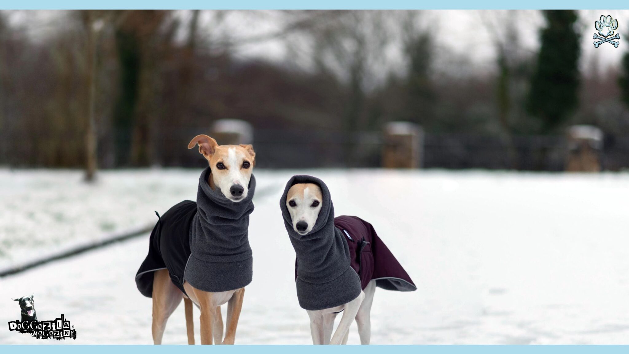 Deep-Chested Dogs: What You Need to Know • Doggozila Magazine