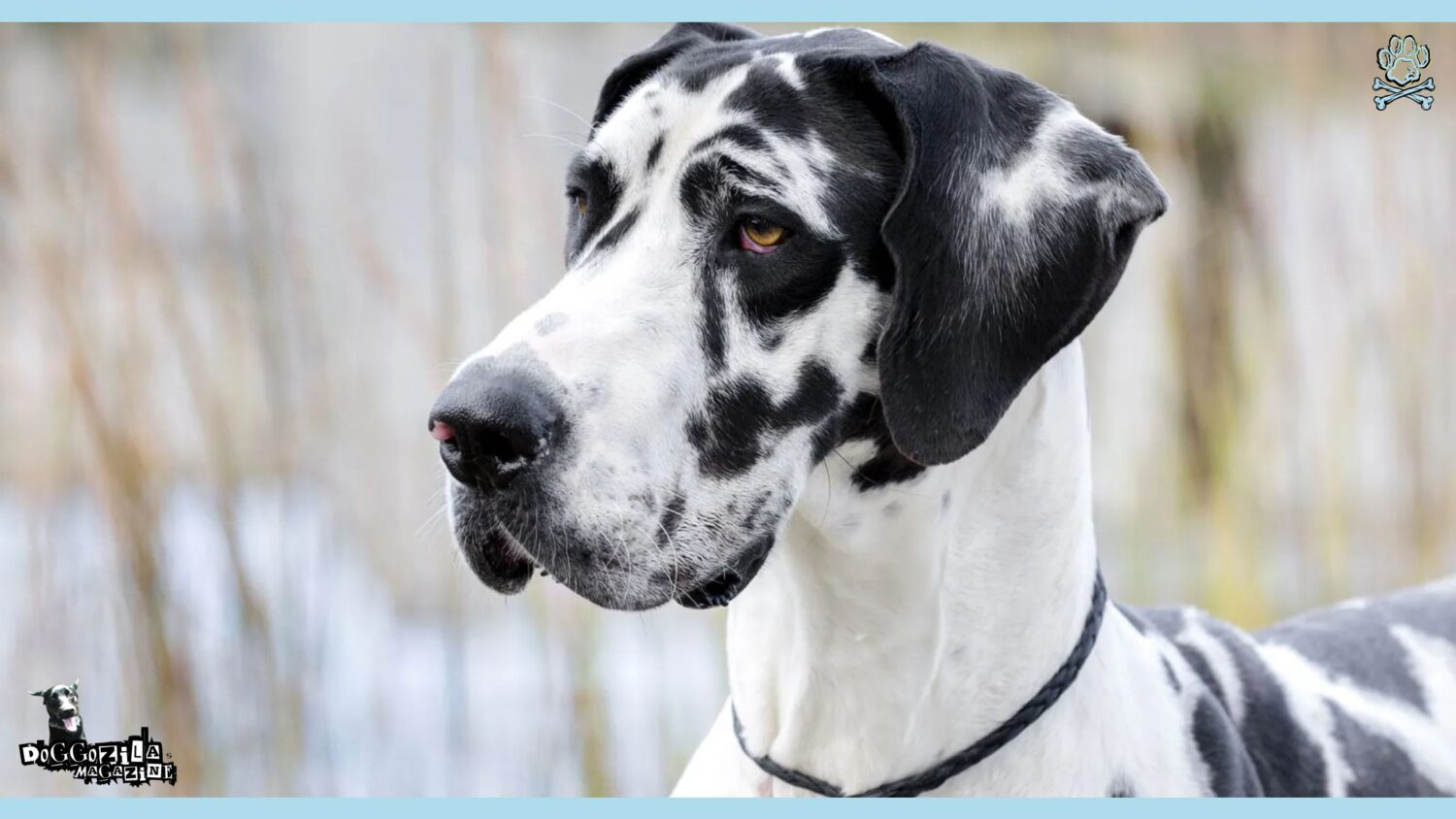 Deep-Chested Dogs: What You Need to Know • Doggozila Magazine