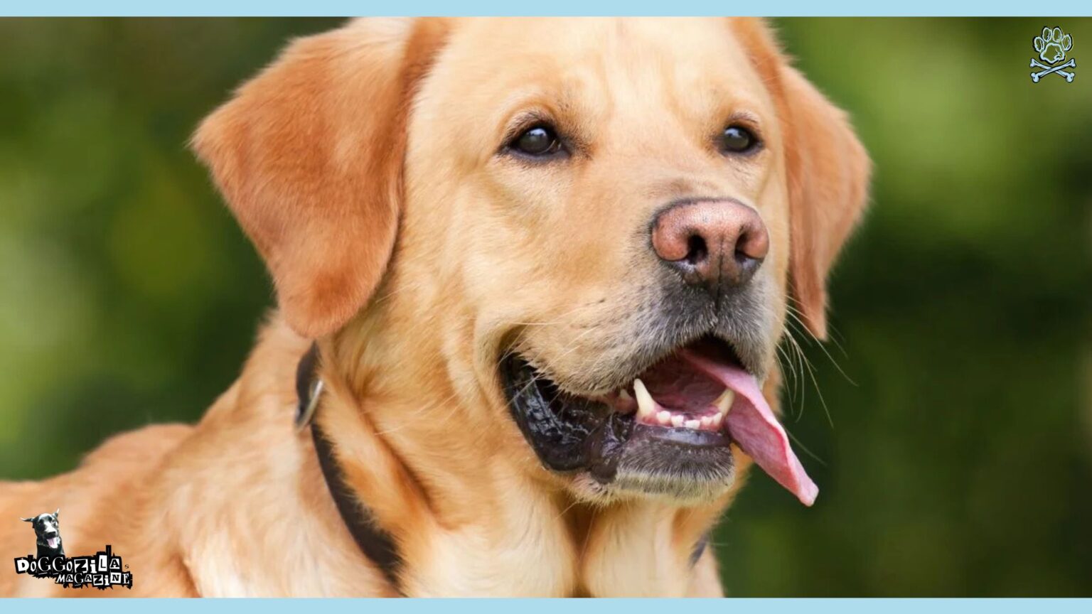 Deep-Chested Dogs: What You Need to Know • Doggozila Magazine