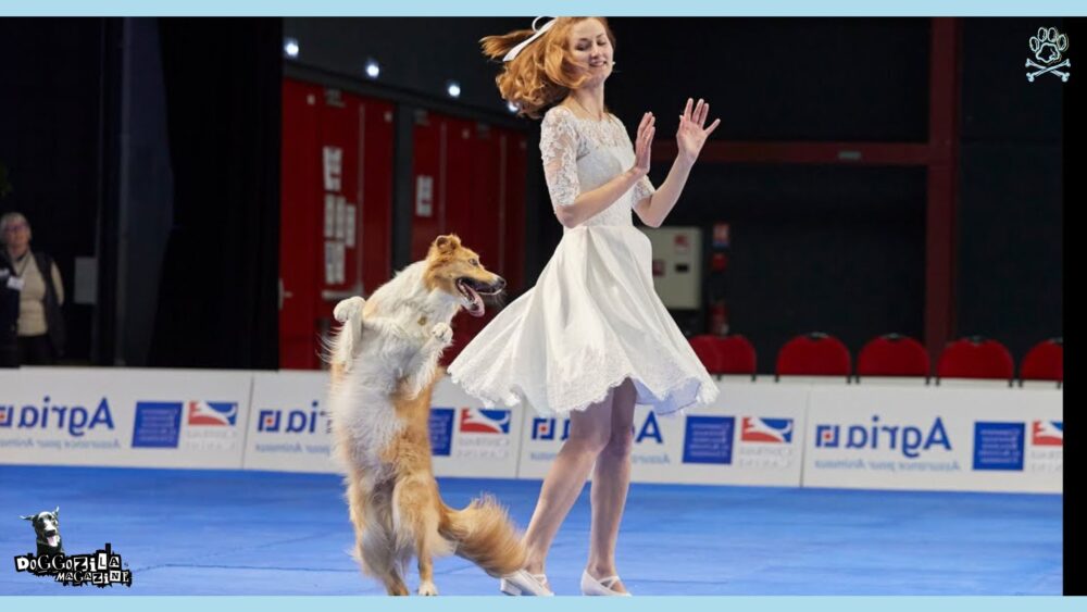 Dog Dancing: Feel the Rhythm with Your Furry Friend • Doggozila Magazine