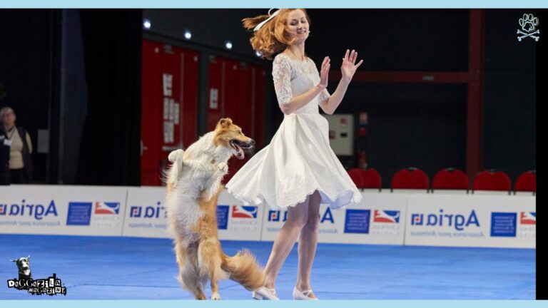 Dog Dancing: Feel the Rhythm with Your Furry Friend • Doggozila Magazine