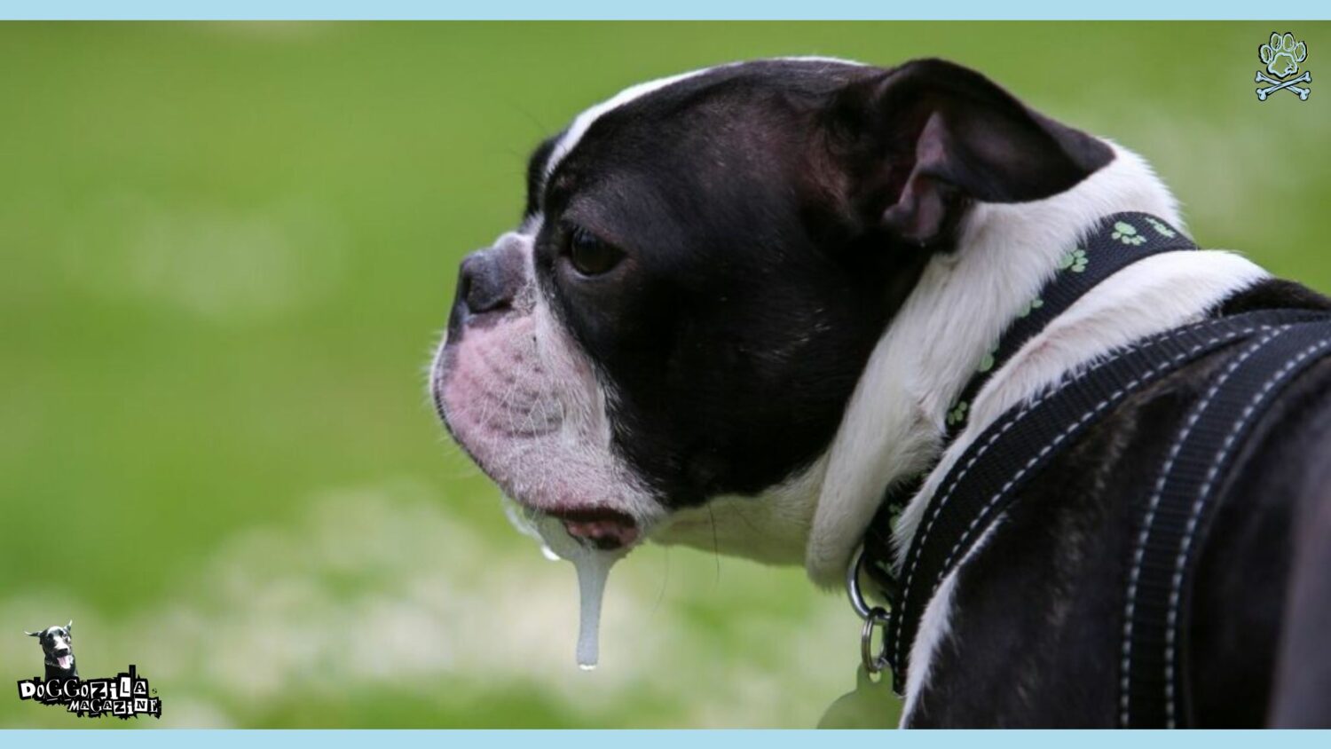 Drooling in Dogs: When Is Natural and When a Concern? • Doggozila Magazine