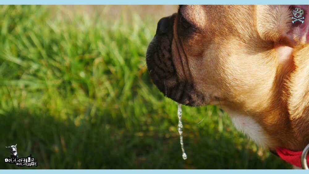 Drooling in Dogs: When Is Natural and When a Concern? • Doggozila Magazine