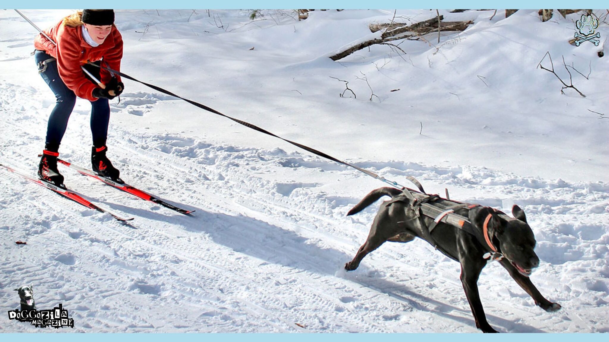 Skijoring with Dogs: Complete Guide for Winter Adventures • Doggozila