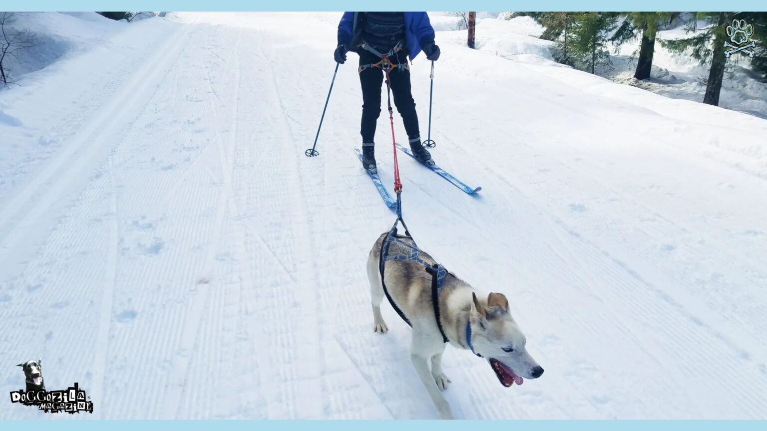 Skijoring with Dogs: Complete Guide for Winter Adventures • Doggozila