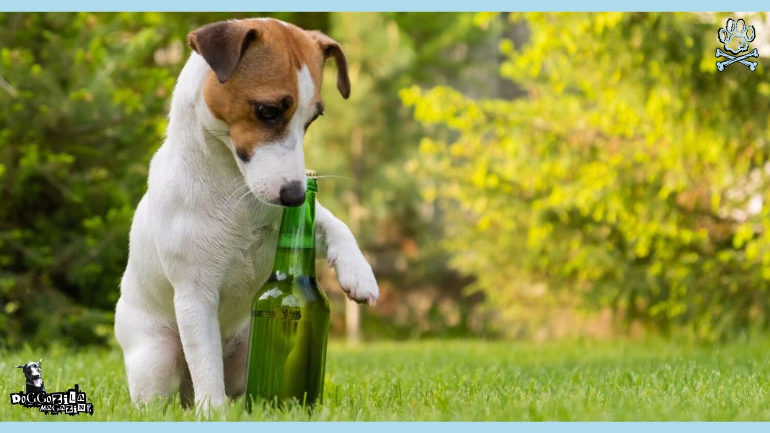 Alcohol Poisoning in Dogs: How to Help a Drunk Dog? • Doggozila Magazine