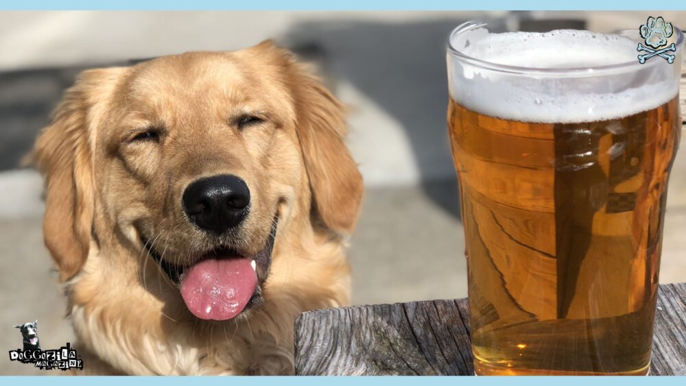 Alcohol Poisoning in Dogs: How to Help a Drunk Dog? • Doggozila Magazine