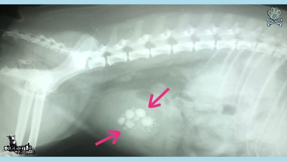 Bladder Stones in Dogs: Treatments and Prevention – Doggozila Magazine